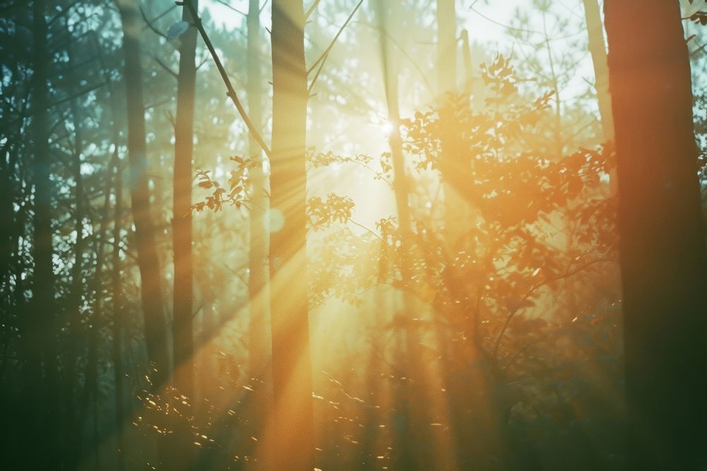 Deep forest light backgrounds sunlight. | Premium Photo - rawpixel