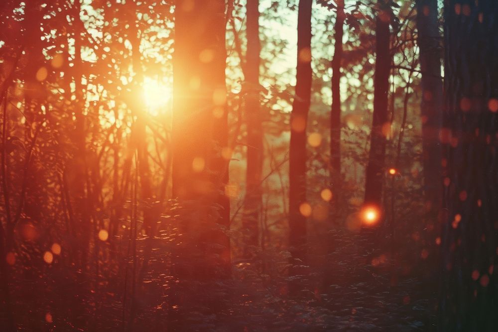Deep forest light backgrounds sunlight. | Free Photo - rawpixel
