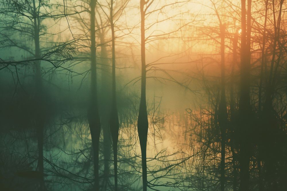 Swamp backgrounds landscape sunlight. | Premium Photo - rawpixel