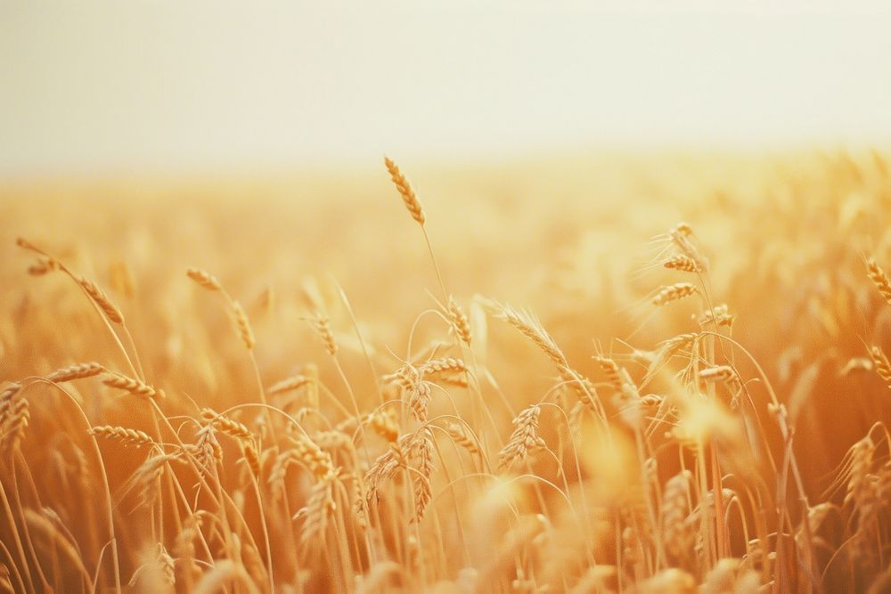 Wheat field landscape agriculture backgrounds | Premium Photo - rawpixel