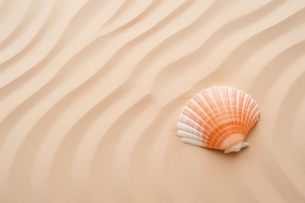 Seashell sand backgrounds outdoors nature. | Free Photo - rawpixel