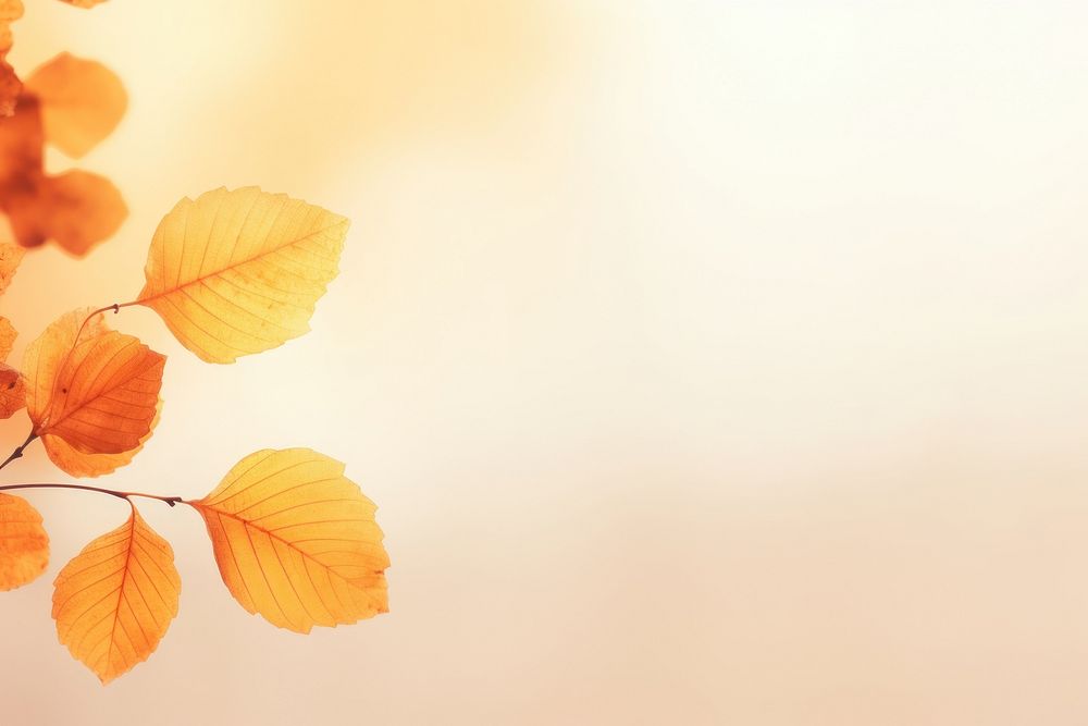 Abstract background backgrounds sunlight outdoors. | Premium Photo ...