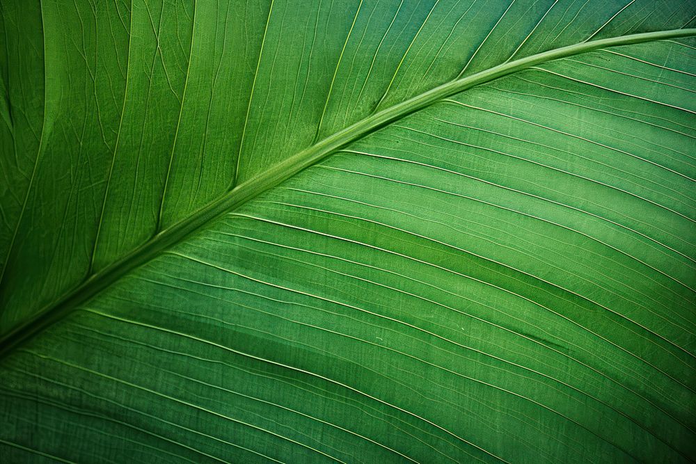 1 single leaf abstract green | Premium Photo - rawpixel