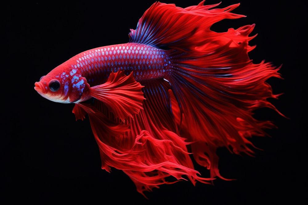 Crowntail betta fish animal black | Free Photo - rawpixel