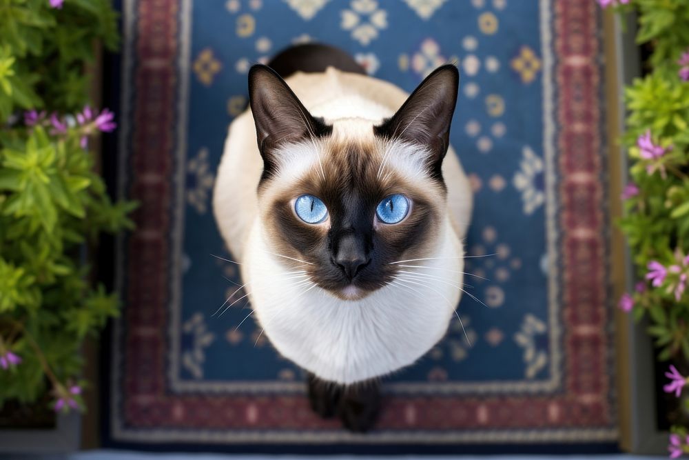 Siamese cat looking camera living | Premium Photo - rawpixel