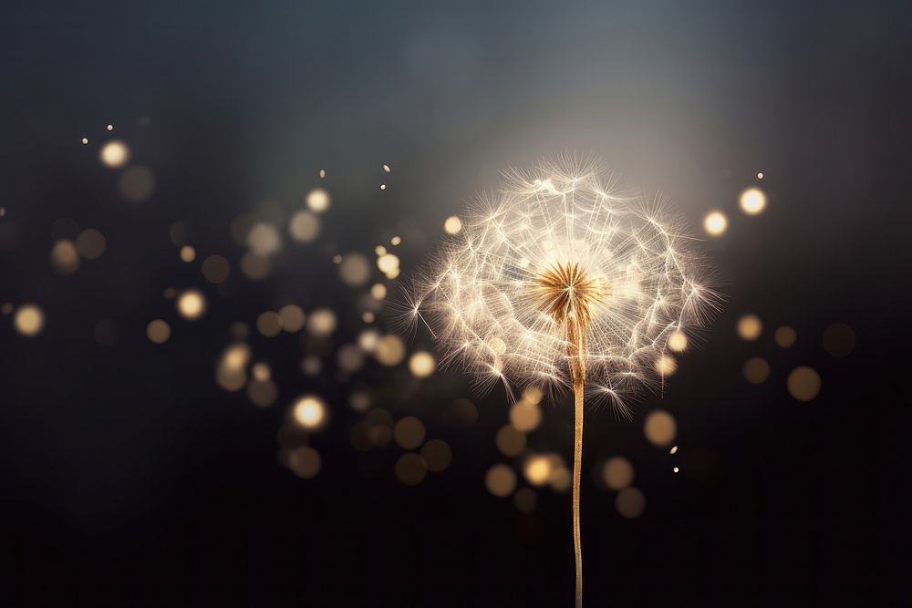 Dandelion firework fireworks outdoors nature. | Premium Photo - rawpixel