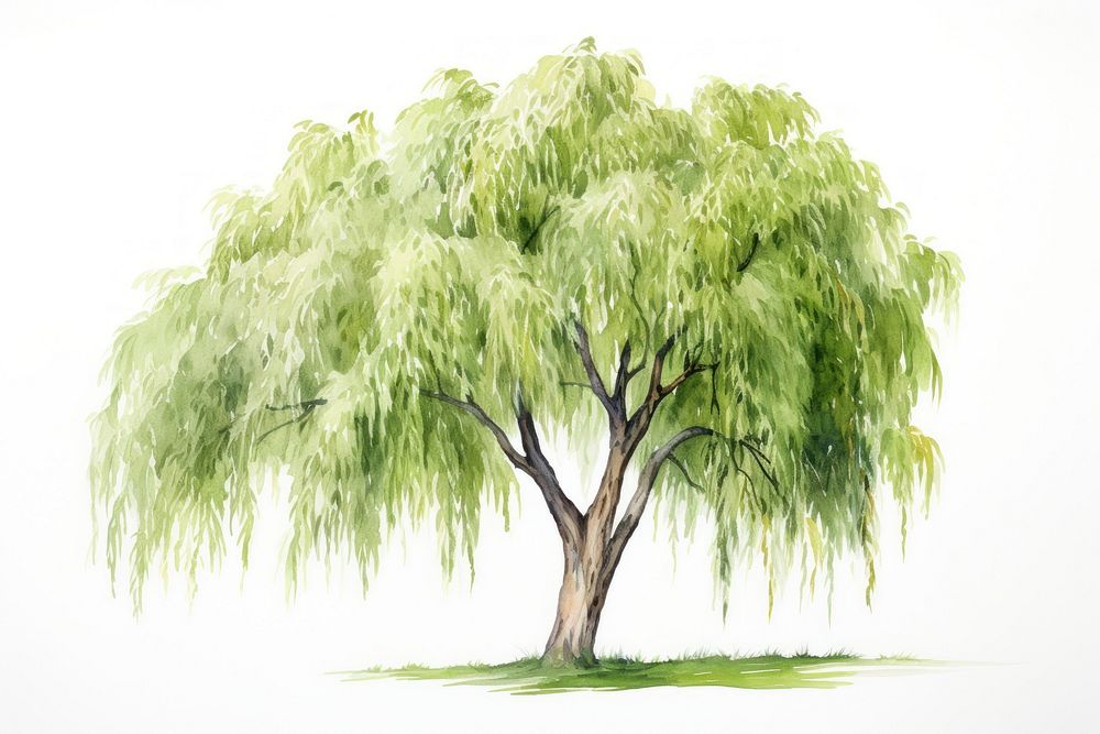 Background willow tree plant tranquility | Premium Photo Illustration ...