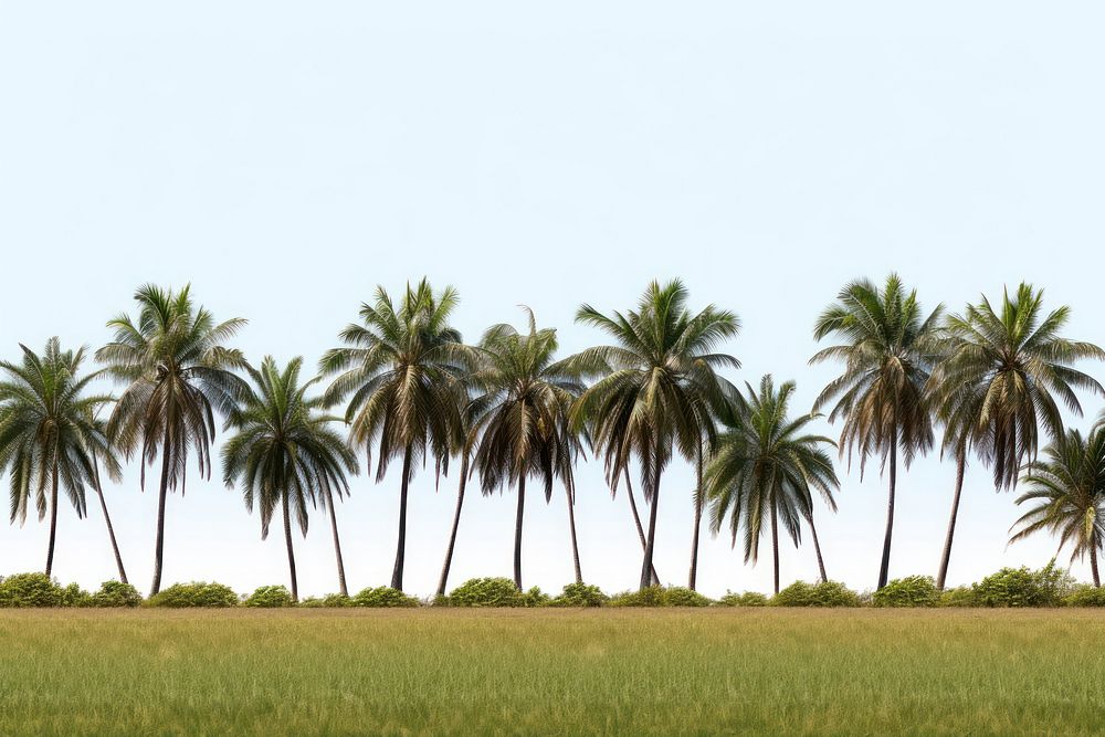 Palm trees field outdoors nature | Free Photo - rawpixel
