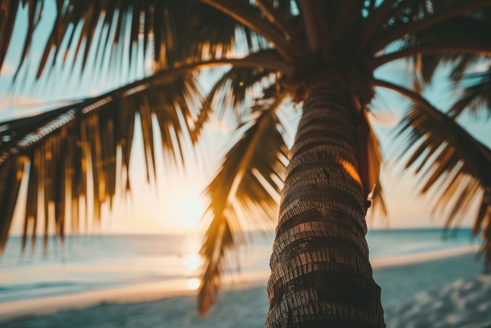 Beach tree landscape outdoors. | Free Photo - rawpixel