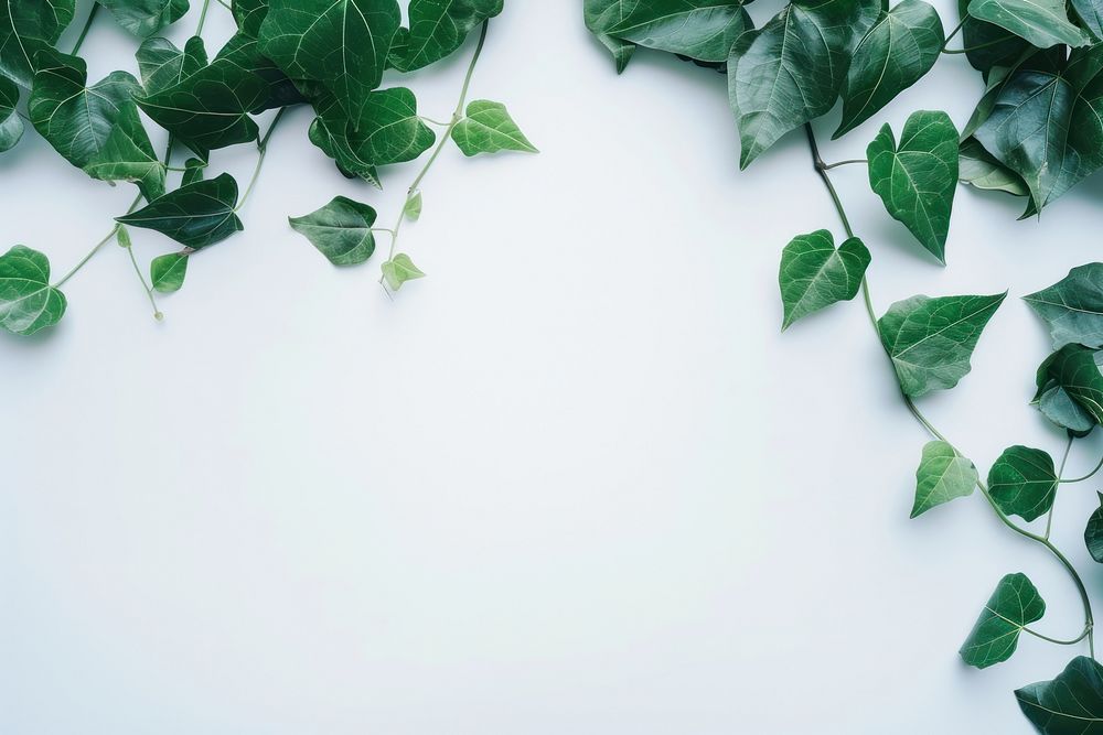 Green vine leaves plant leaf | Premium Photo - rawpixel