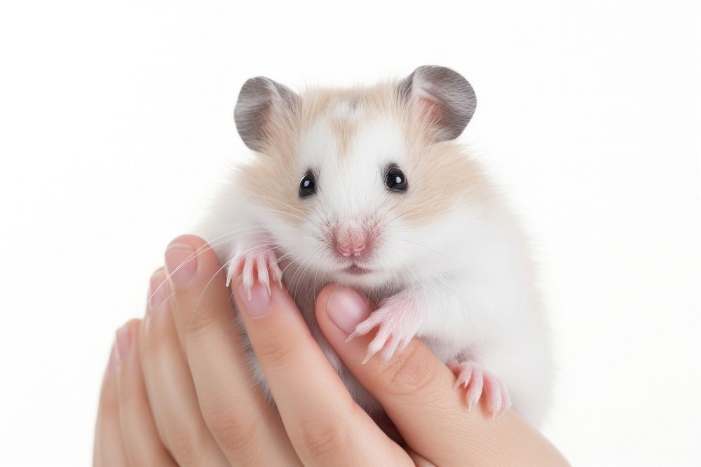 Hamster portrait animal rodent. | Free Photo - rawpixel