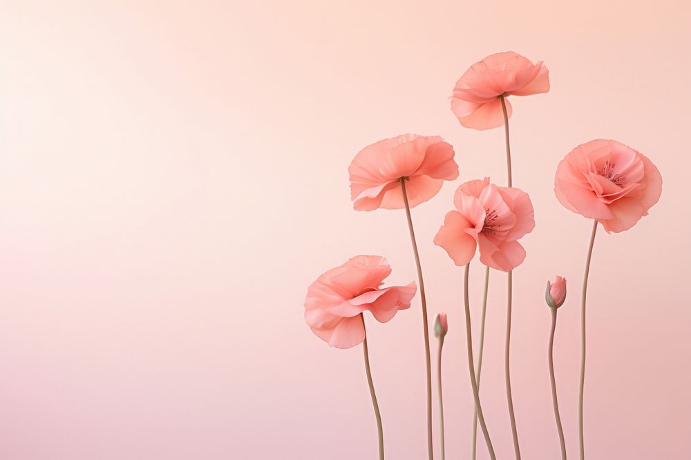 Carnation gradient background flower petal | Premium Photo Illustration ...