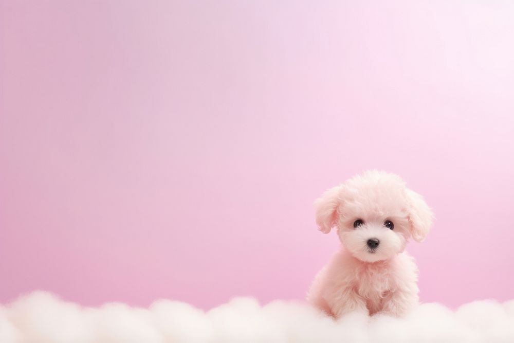 Poodle gradient background mammal animal | Premium Photo Illustration ...