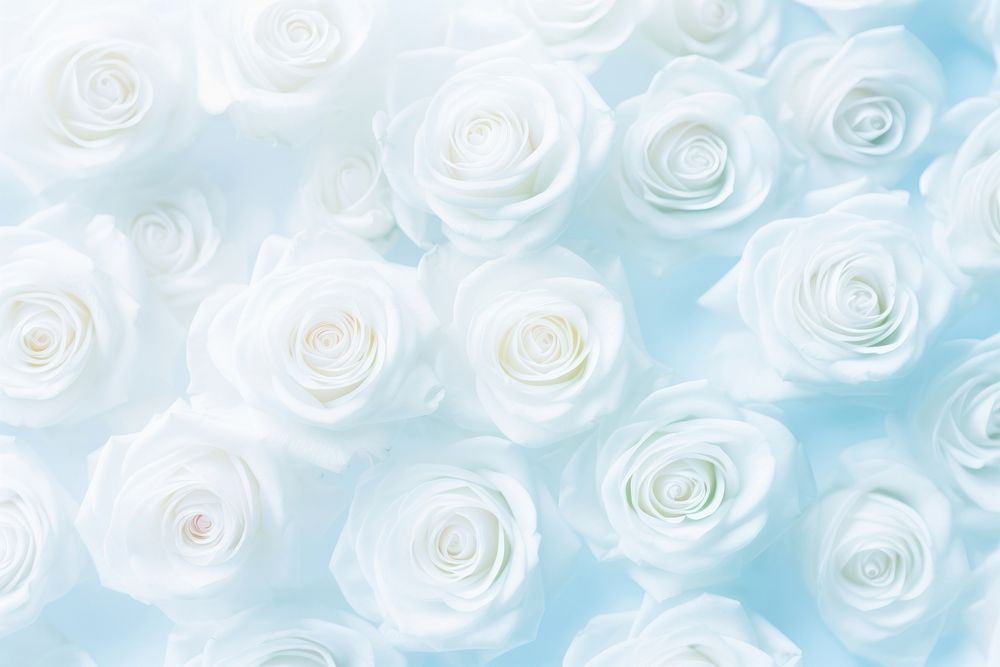 White roses wedding gradient background | Free Photo Illustration ...