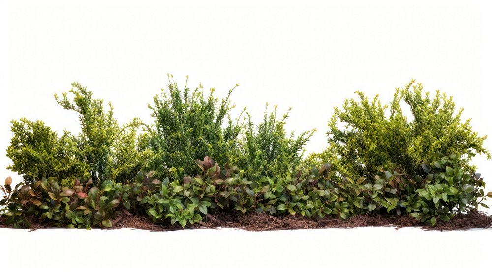 Bushes shrubs trees border plant | Premium Photo - rawpixel