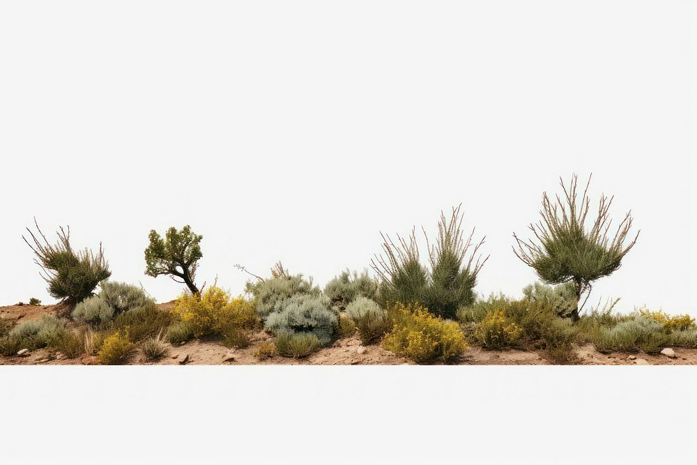 Bush outdoors nature desert. | Premium Photo - rawpixel