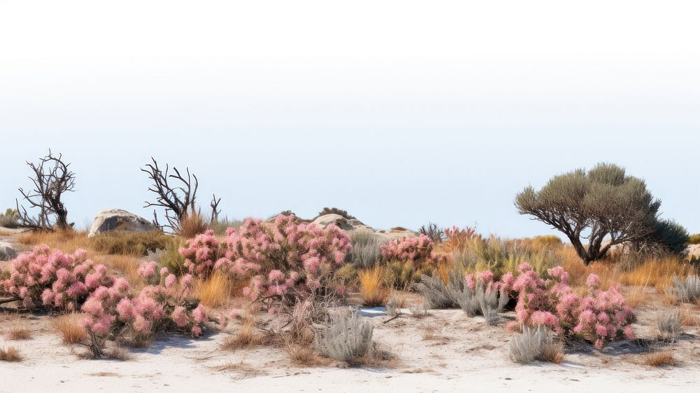 Bush landscape outdoors nature. | Premium Photo - rawpixel