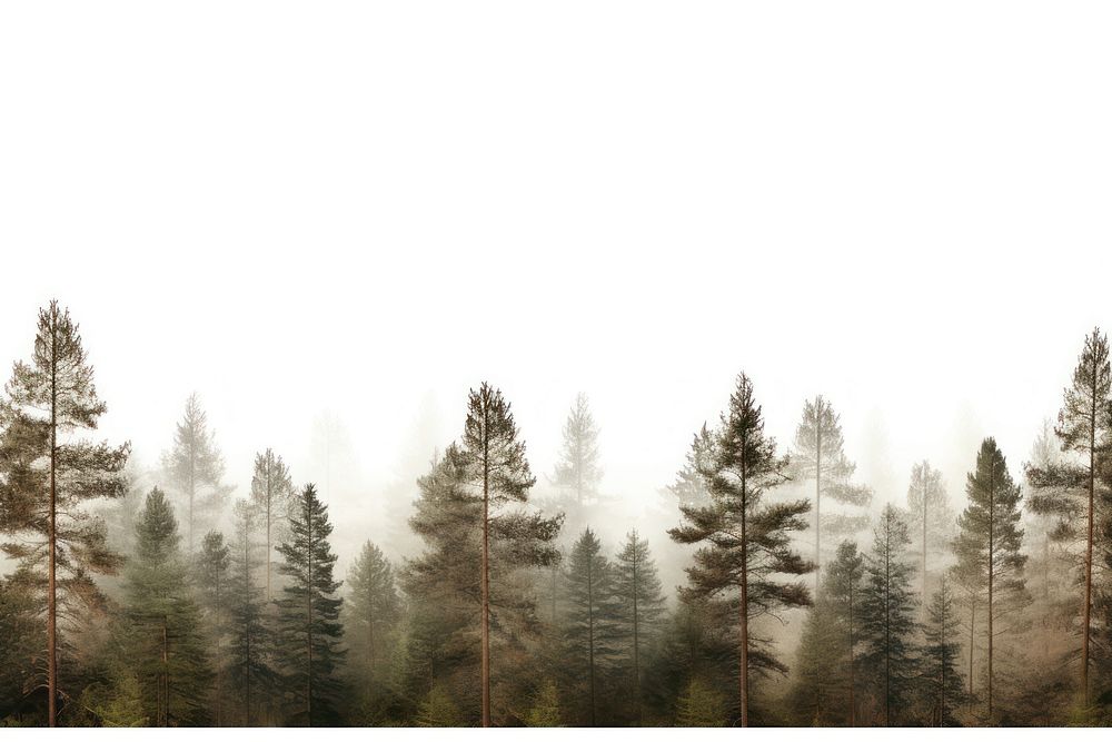 Forest backgrounds outdoors woodland. | Premium Photo - rawpixel