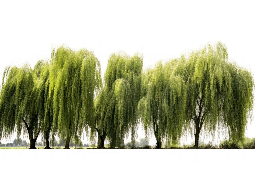 Willow tree plant white background. | Free Photo - rawpixel