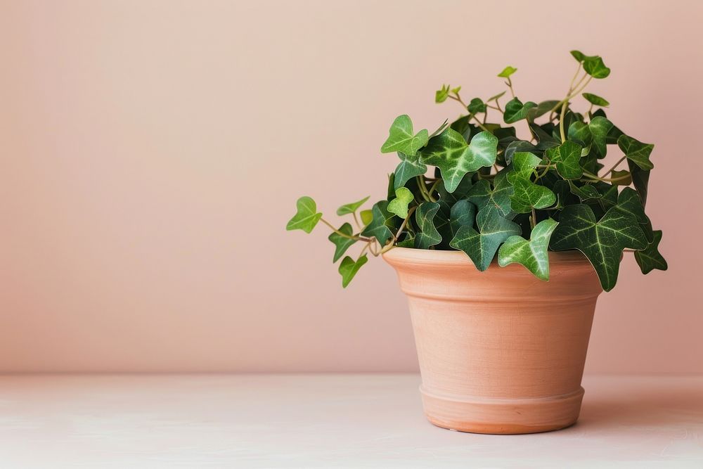 English ivy plants leaf pot | Premium Photo - rawpixel