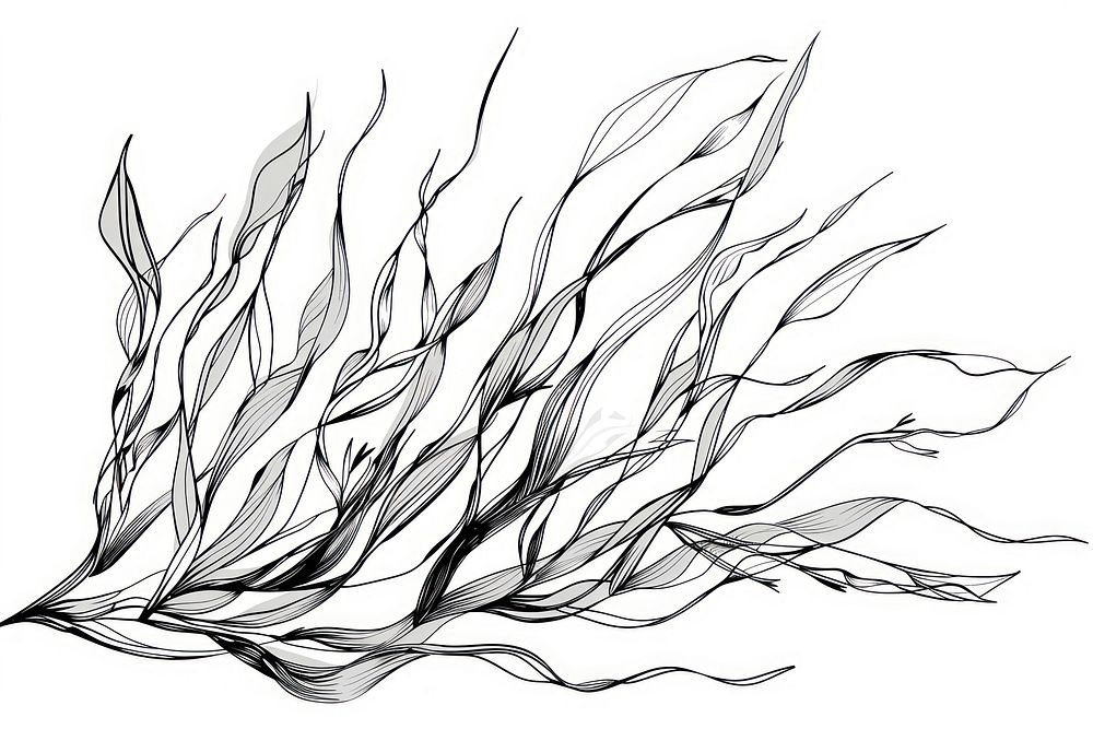 Seaweed drawing illustrated sketch. | Free Photo Illustration - rawpixel