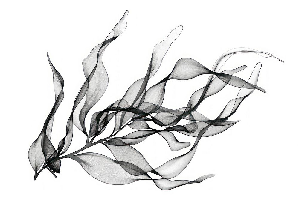 Seaweed drawing illustrated sketch. | Free Photo Illustration - rawpixel