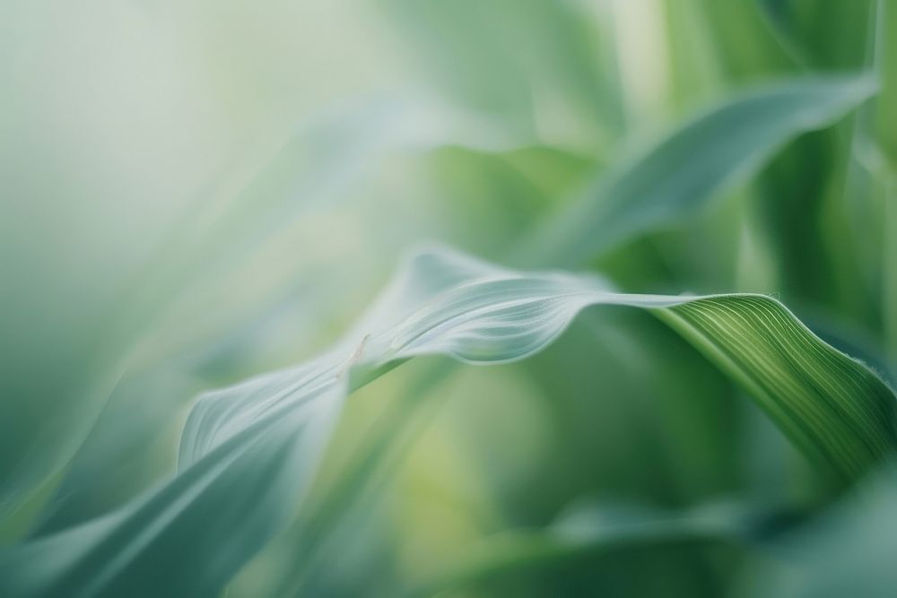 Corn backgrounds outdoors plant. | Free Photo - rawpixel