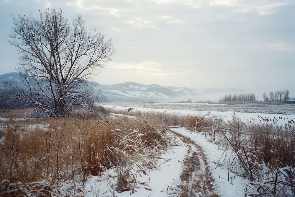 Siberia landscape winter vegetation outdoors | Free Photo - rawpixel