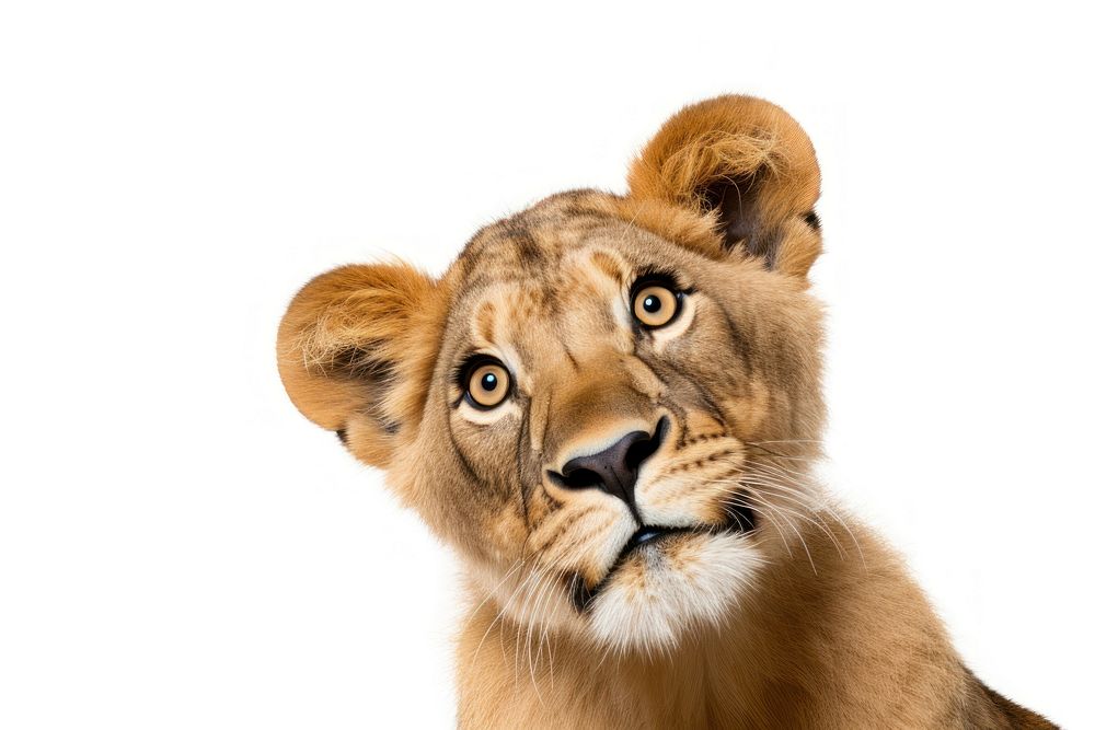 Lion looking confused wildlife animal | Premium Photo - rawpixel
