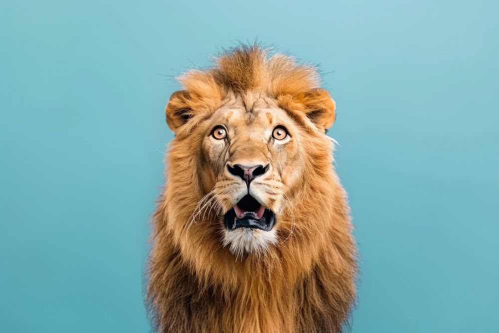 Photo shocked lion wildlife animal | Free Photo - rawpixel