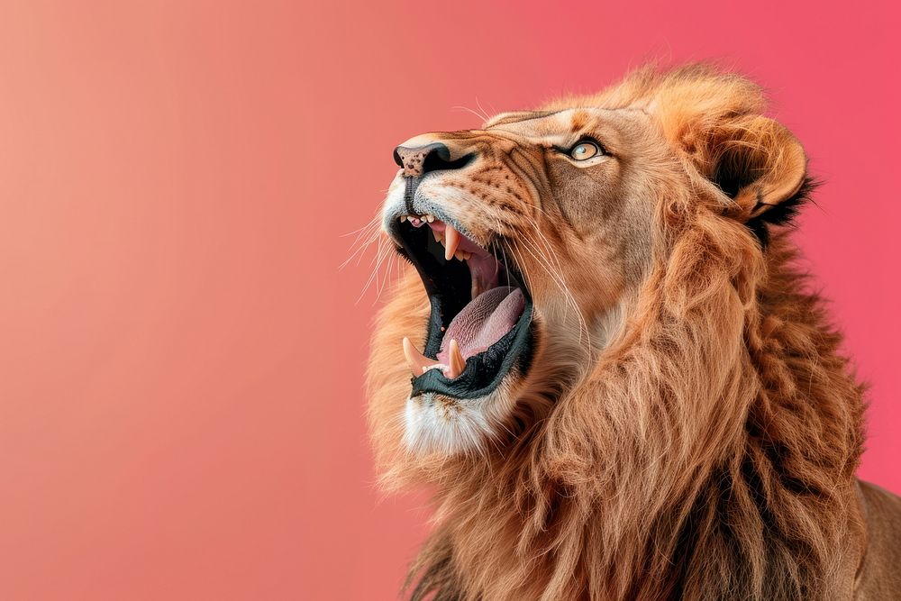 Photo shocked lion face wildlife | Free Photo - rawpixel