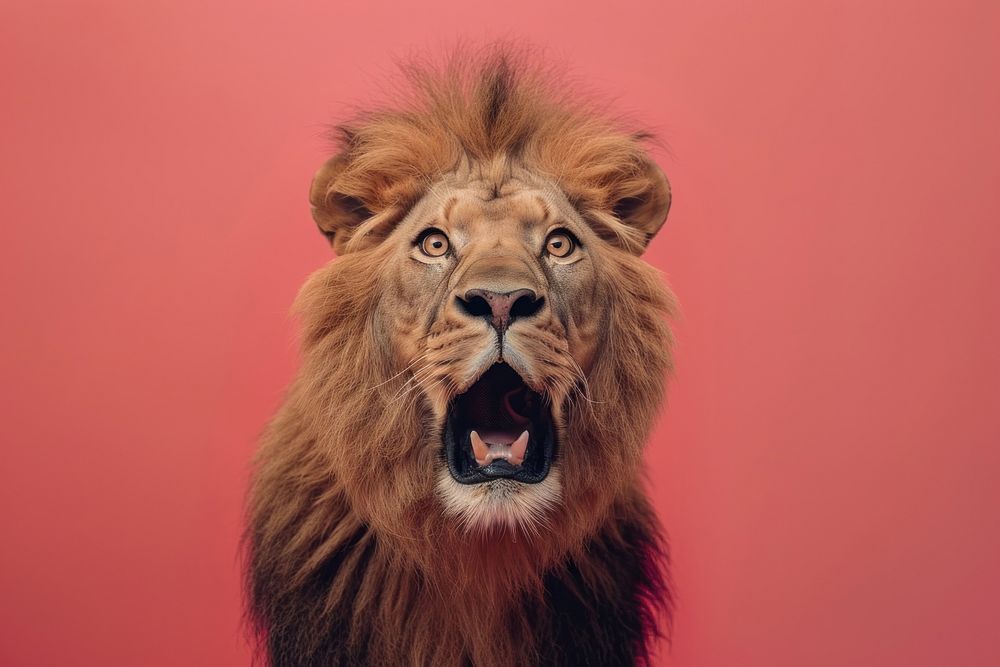 Photo shocked lion wildlife animal | Free Photo - rawpixel