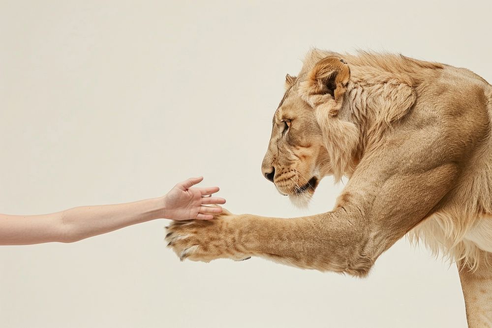 Lion shaking leg human wildlife | Premium Photo - rawpixel