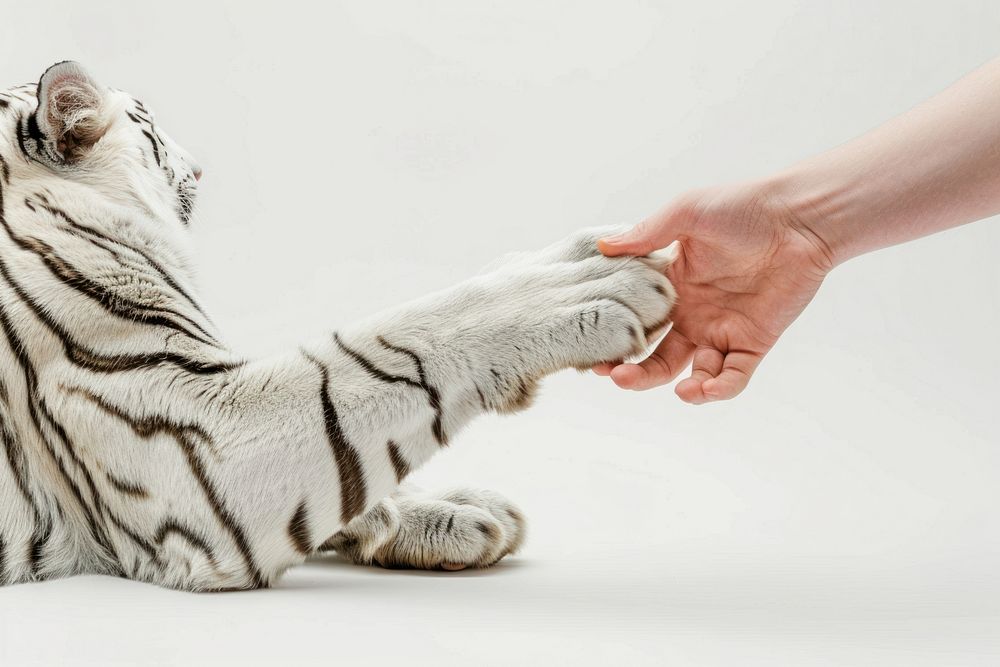 White tiger leg shaking human | Premium Photo - rawpixel