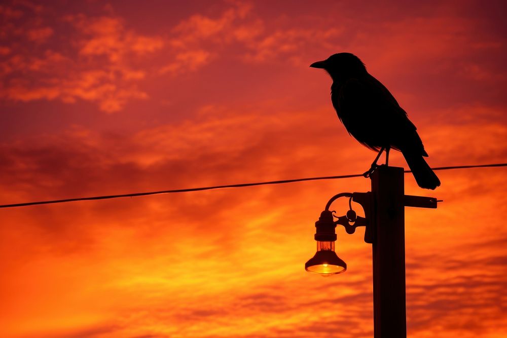 Bird silhouette photography sky backlighting | Free Photo - rawpixel