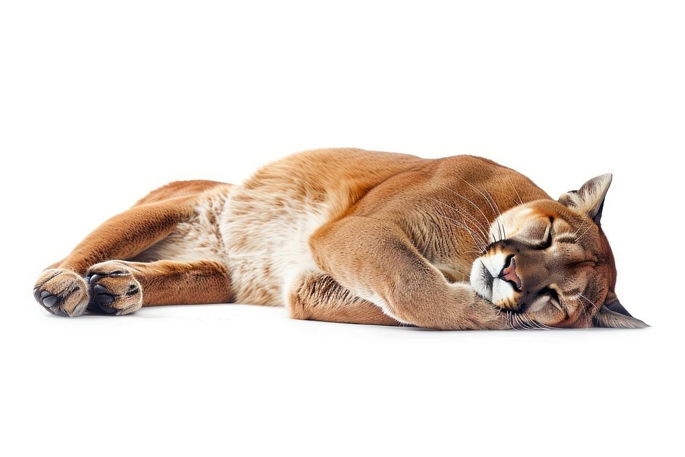 Puma laying wildlife animal mammal. | Free Photo - rawpixel