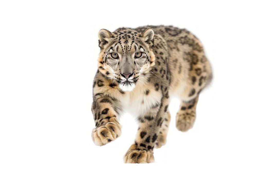 Snow leopard running wildlife panther | Free Photo - rawpixel