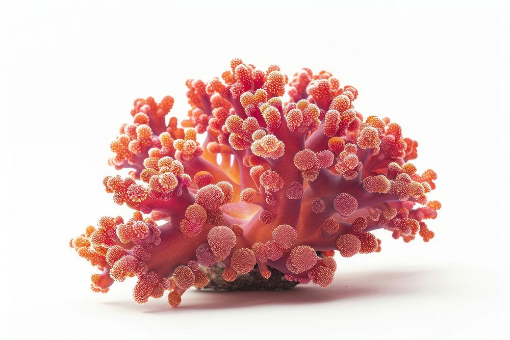 A coral invertebrate outdoors animal. | Free Photo - rawpixel