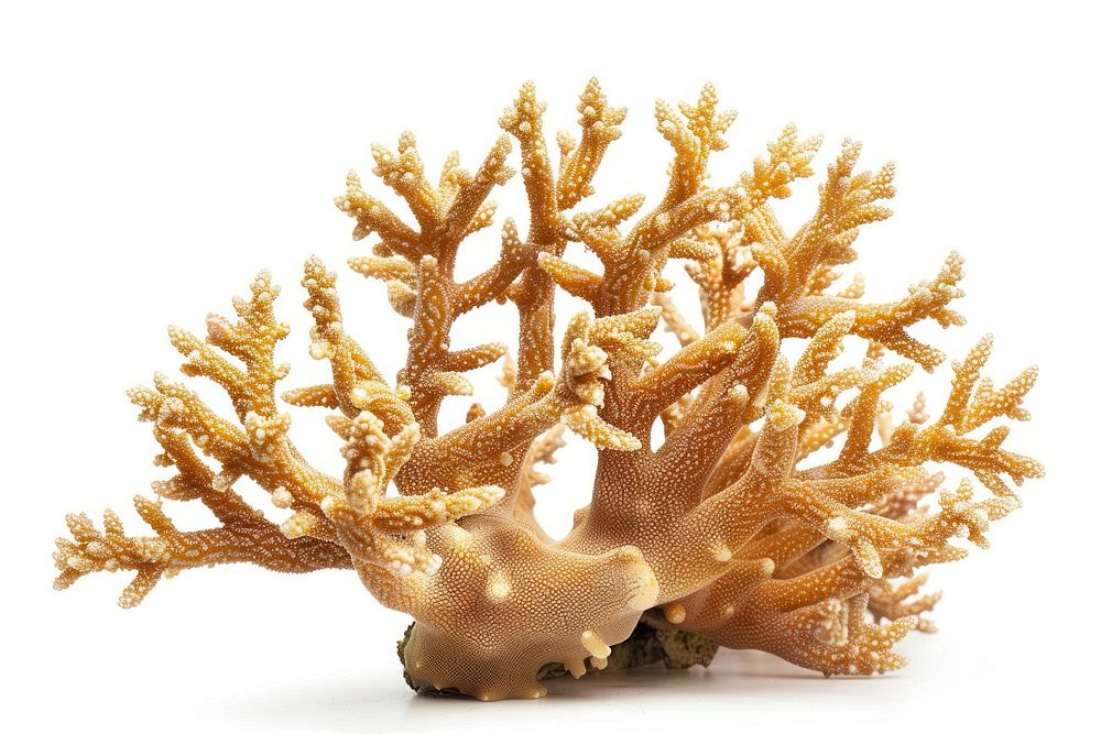 A coral invertebrate outdoors arachnid. | Free Photo - rawpixel