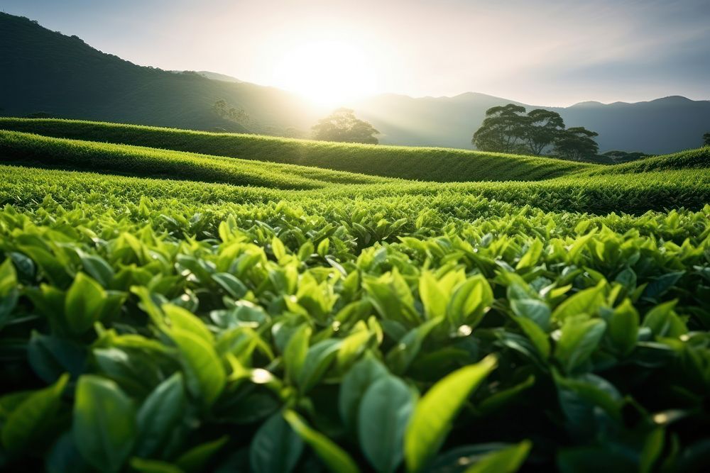 Tea leaf field vegetation landscape | Free Photo - rawpixel