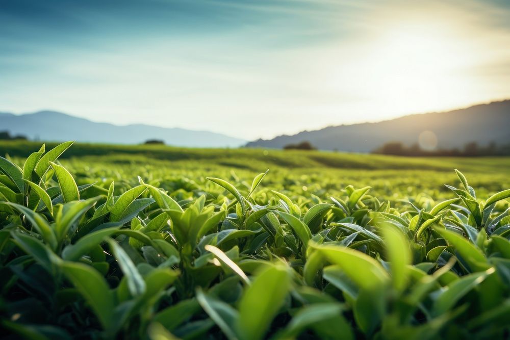 Tea leaf field sky vegetation | Free Photo - rawpixel