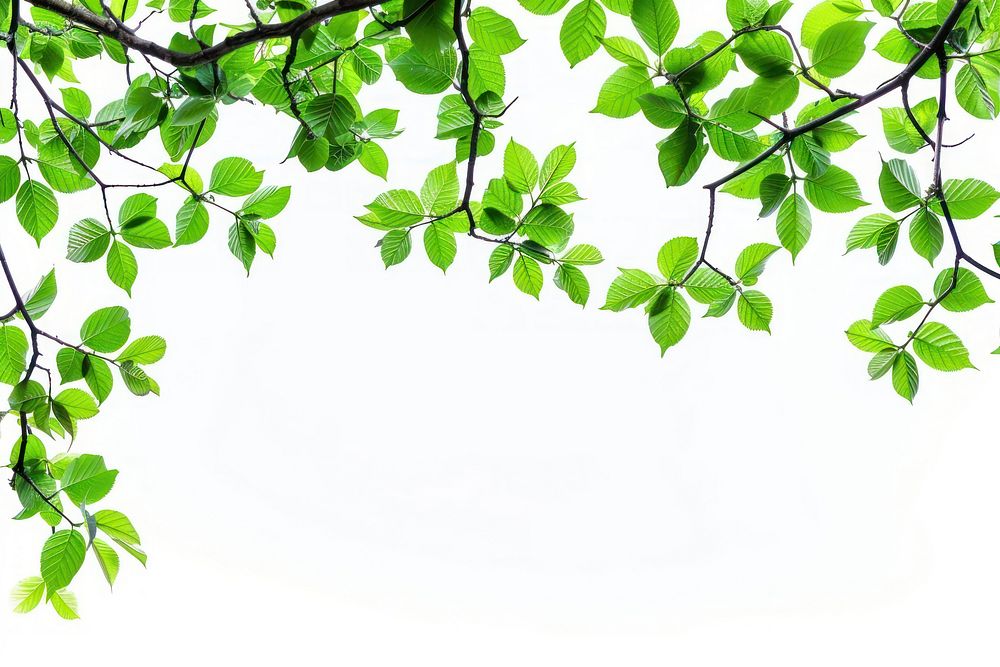 Tree branch green leaf border | Free Photo - rawpixel
