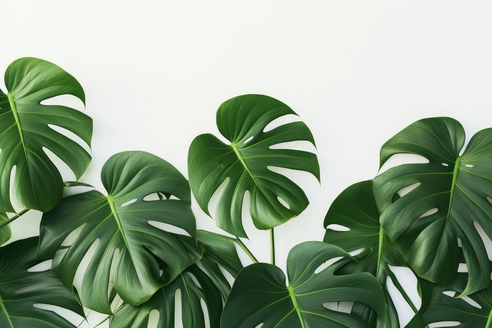 Monstera leaves border blossom flower | Free Photo - rawpixel