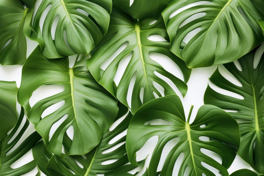 Monstera leaves border green blossom | Free Photo - rawpixel