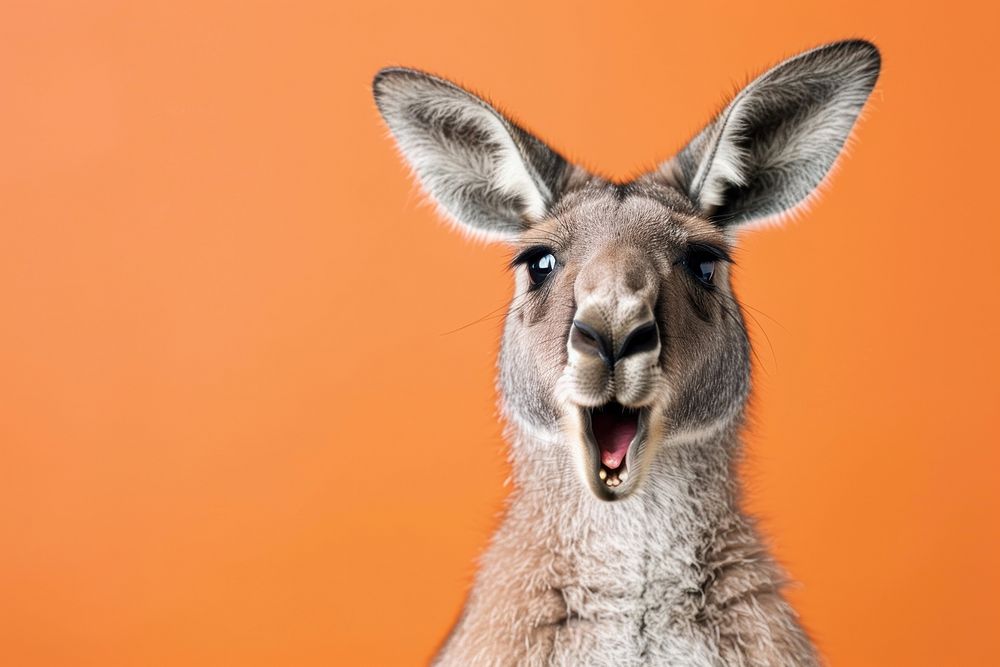 Photo shocked kangaroo wallaby animal | Premium Photo - rawpixel