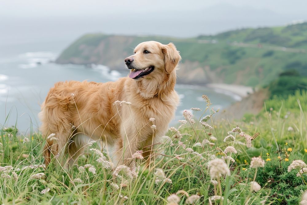 Golden retriever grass outdoors mammal. | Premium Photo - rawpixel