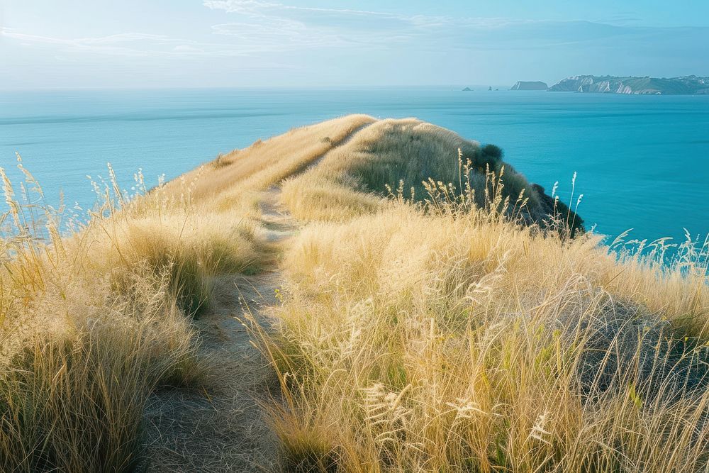 Sea grass landscape outdoors. | Premium Photo - rawpixel