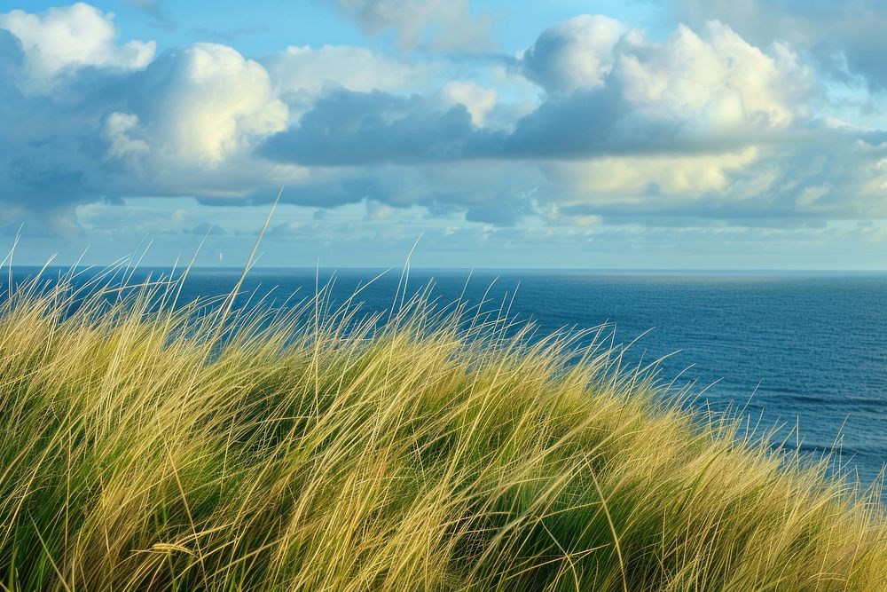 Sea grass landscape outdoors. | Premium Photo - rawpixel