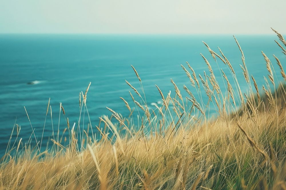 Sea grass landscape outdoors. | Premium Photo - rawpixel