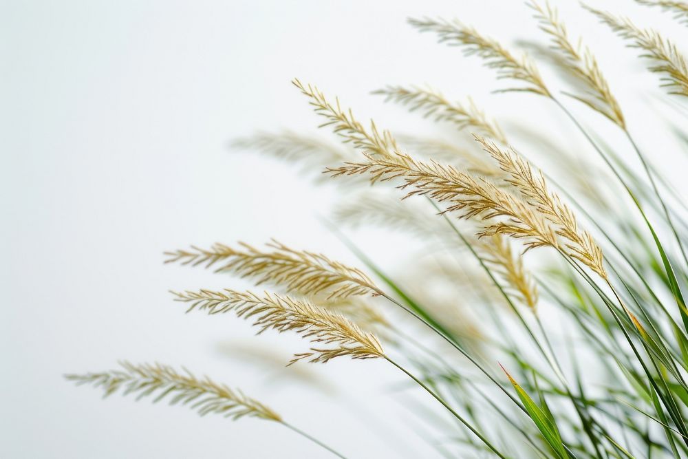 Grass grass vegetation agropyron. | Premium Photo - rawpixel
